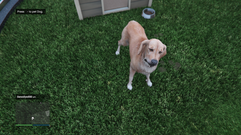 How To Buy Cats And Dogs In GTA Online And Pet Them - RockstarINTEL