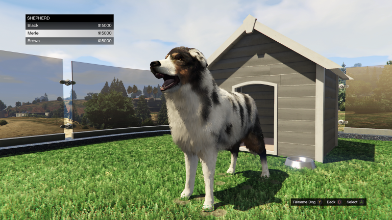 How To Buy Cats And Dogs In GTA Online And Pet Them - RockstarINTEL
